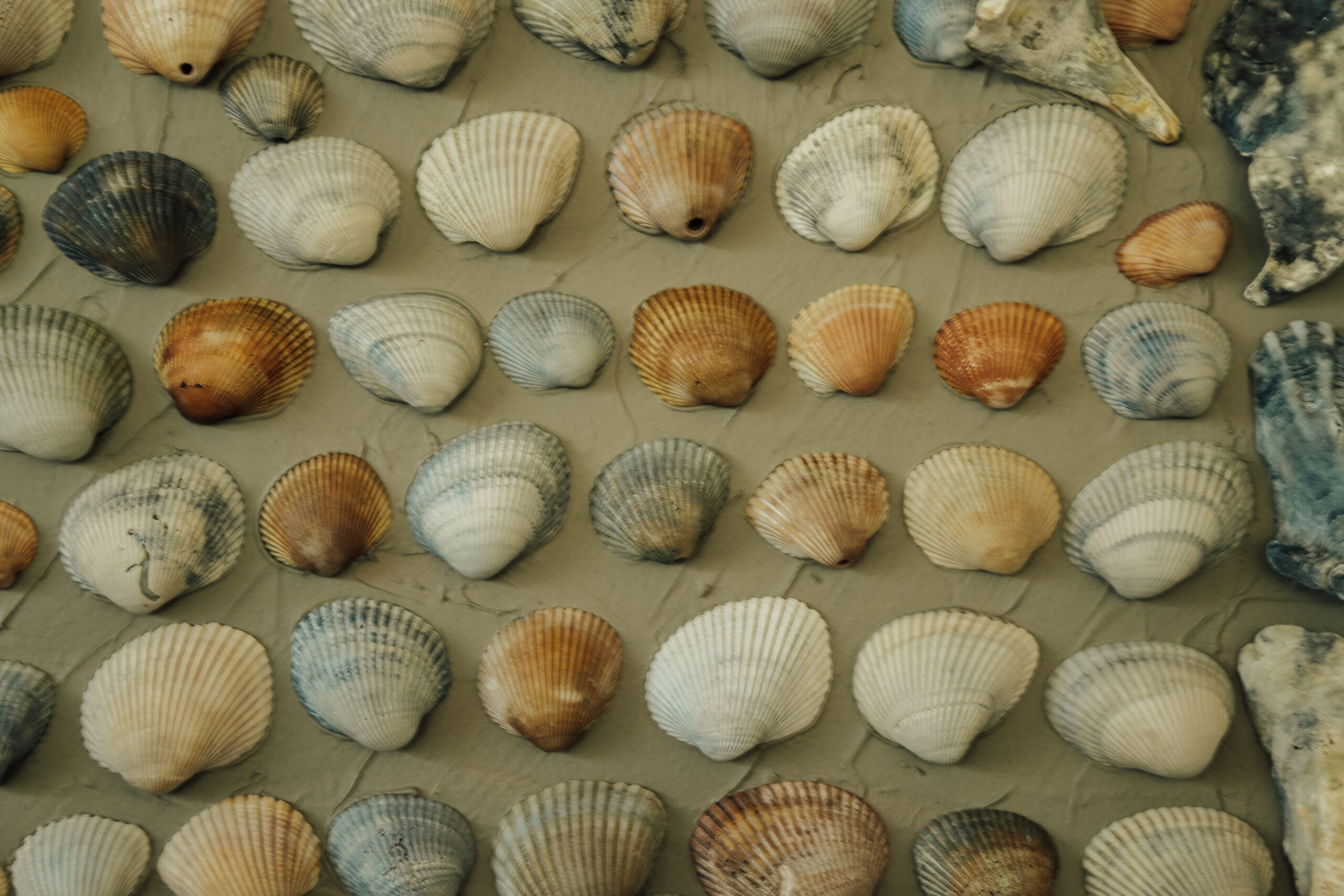 $13 Fireplace Makeover: DIY Seashell Surround